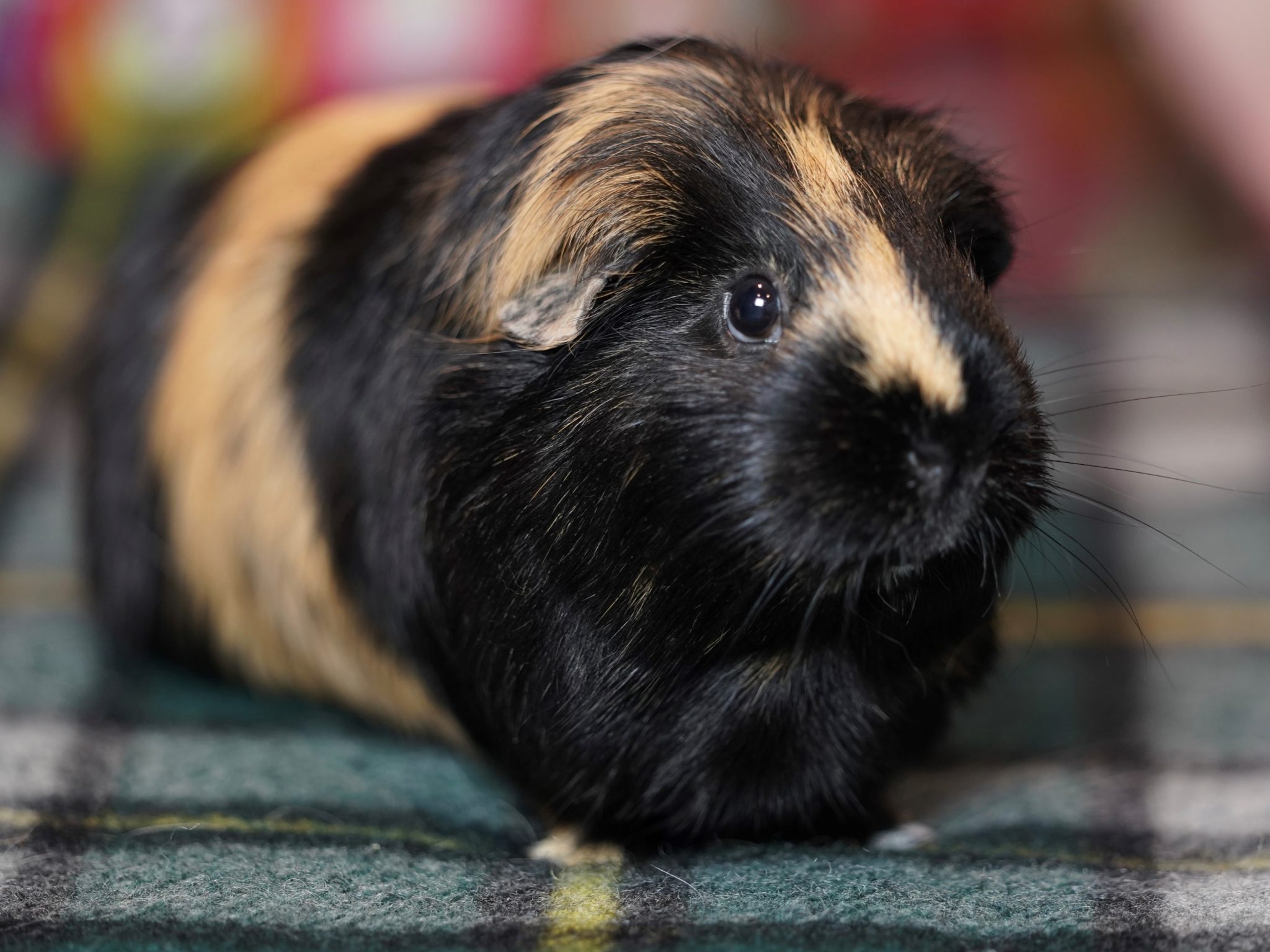 Goodbye My Furry Friend – All About Estates